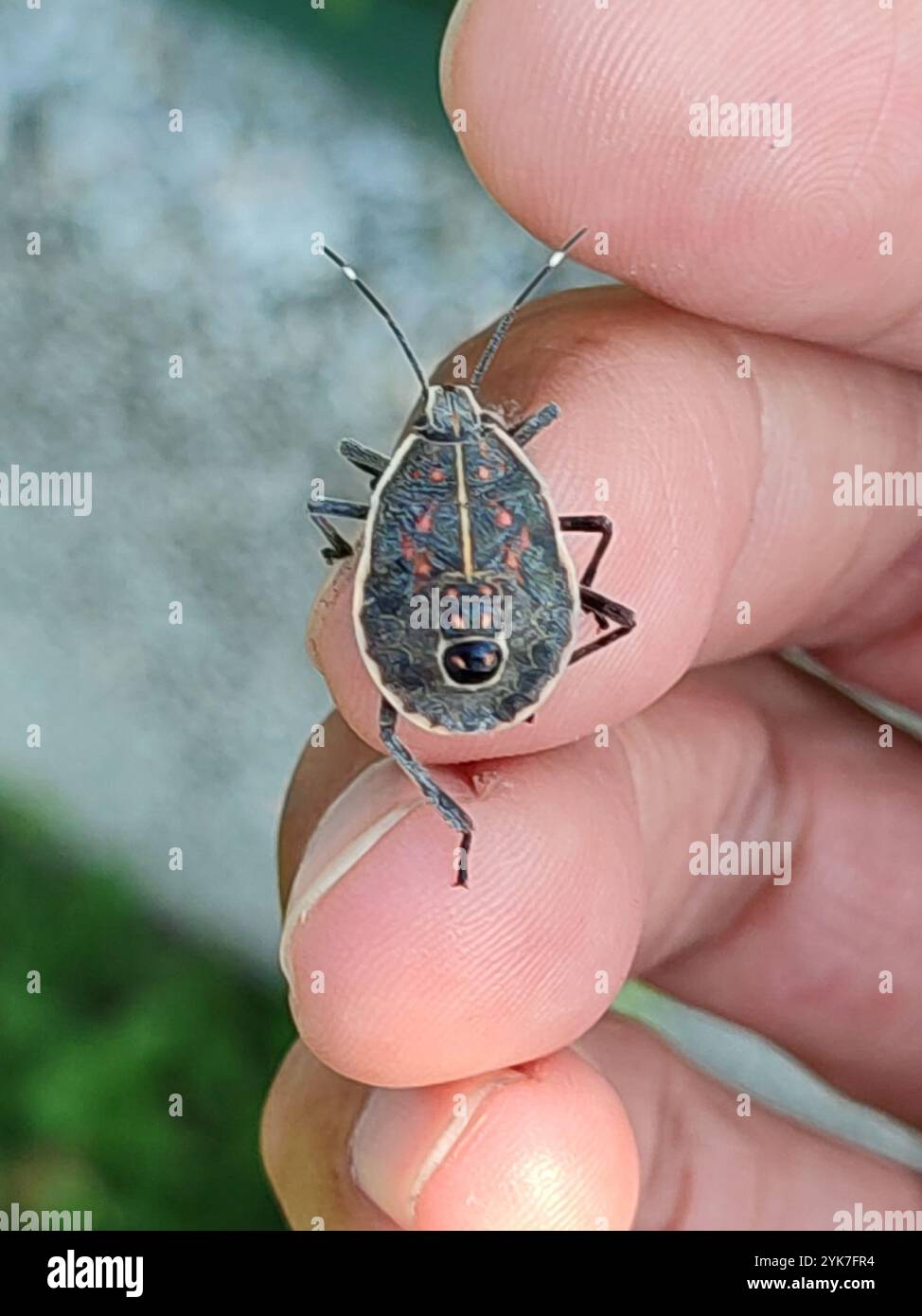 Yellow-spotted Stink Bug (Erthesina fullo Stock Photo - Alamy