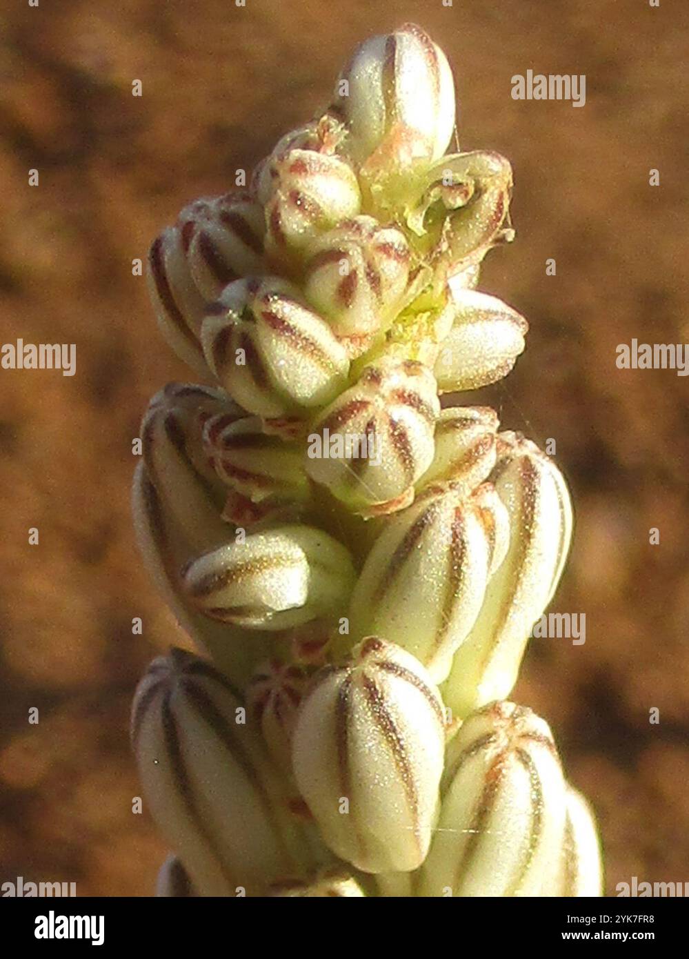 Red Squill (Drimia sanguinea Stock Photo - Alamy