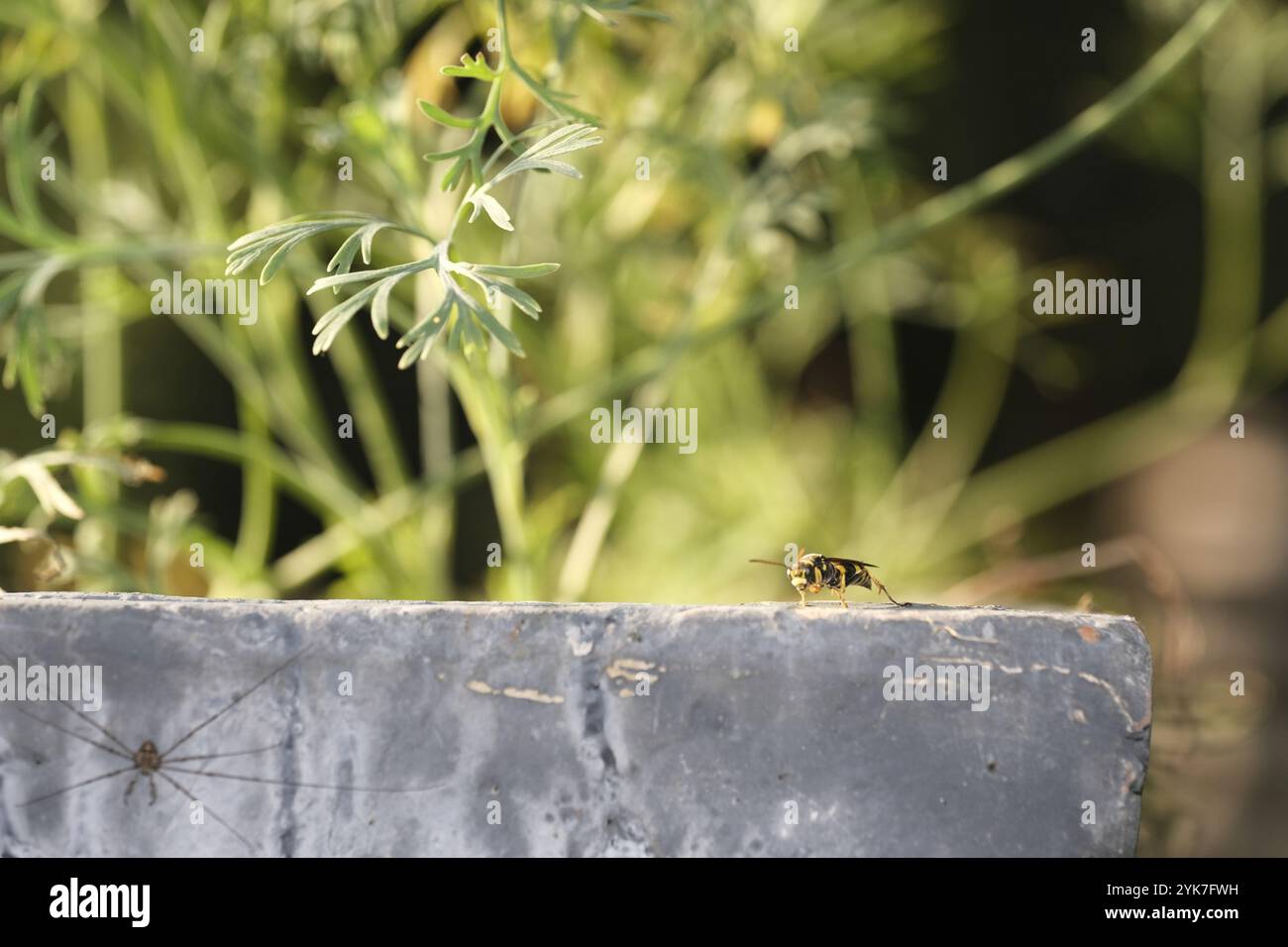 Broad-banded Hopper Wasp (Gorytes laticinctus Stock Photo - Alamy