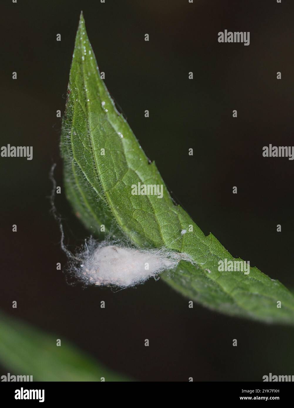 Woolly Aphids (Prociphilus Stock Photo - Alamy
