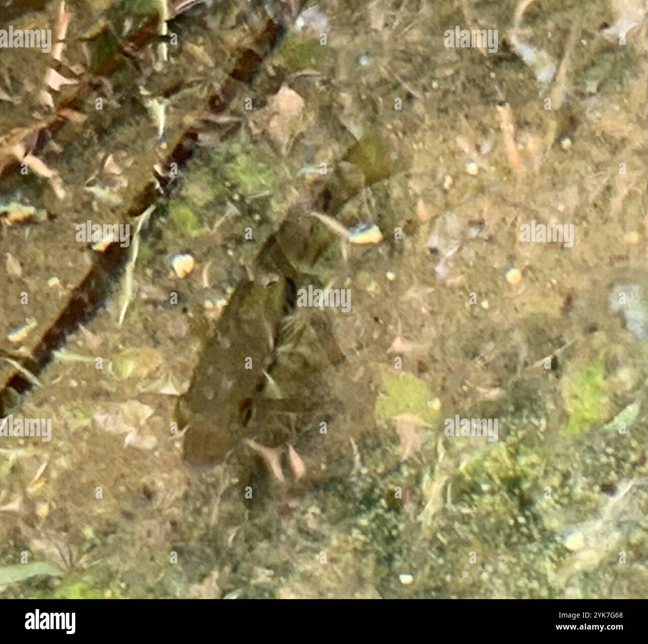 Dimerus Cichlid (Cichlasoma dimerus Stock Photo - Alamy