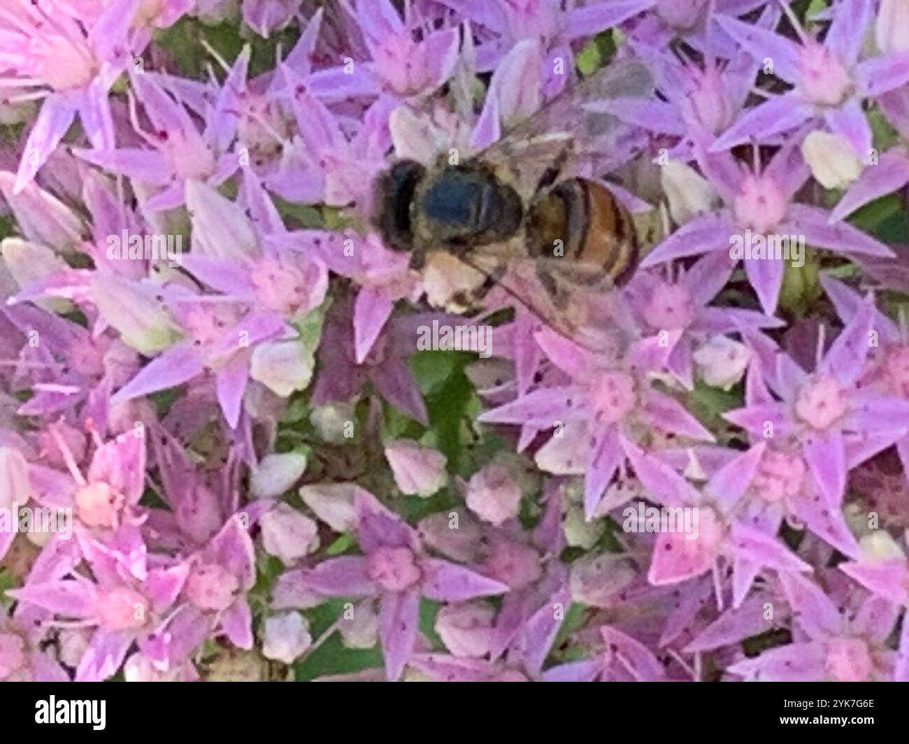 Western Honey Bee (Apis mellifera Stock Photo - Alamy