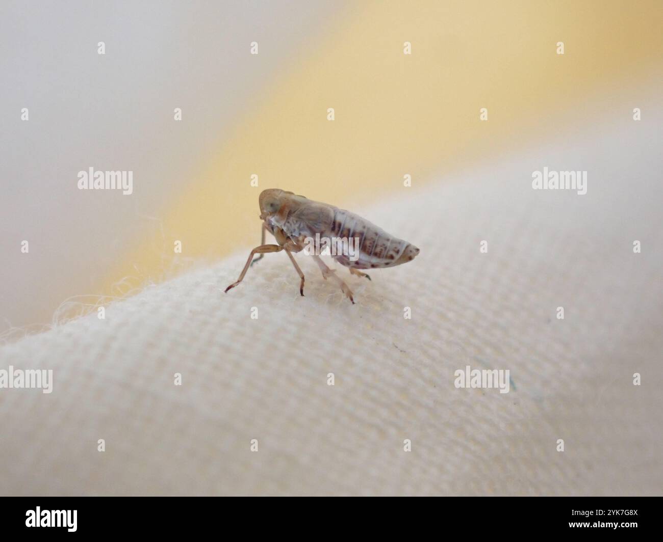 True Hoppers (Auchenorrhyncha Stock Photo - Alamy