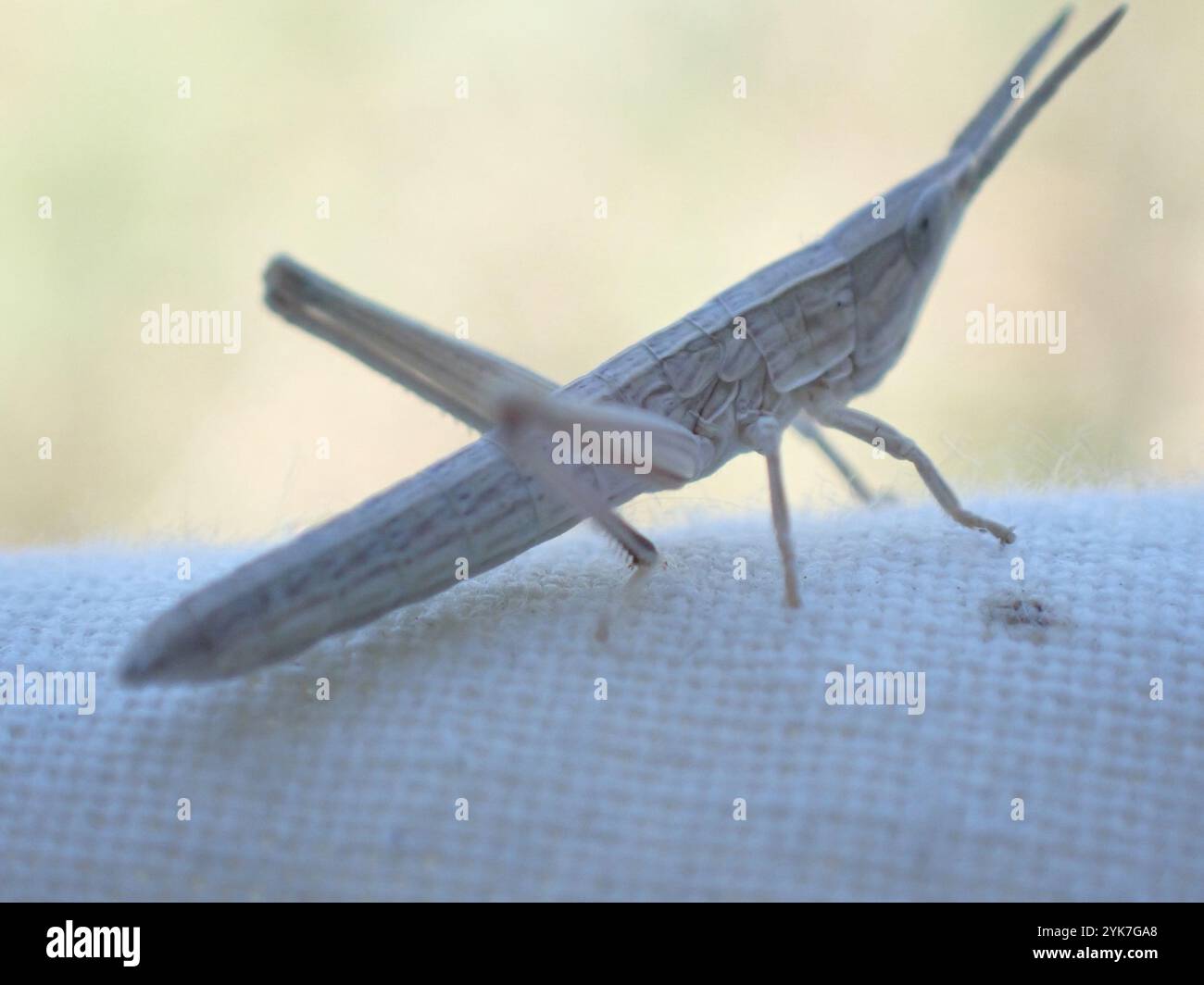 Bunch Grass Locust (Pseudopomala brachyptera Stock Photo - Alamy