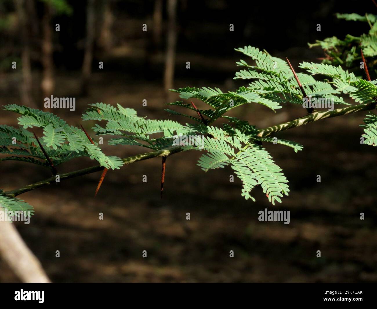 White Bark Acacia (Vachellia leucophloea Stock Photo - Alamy