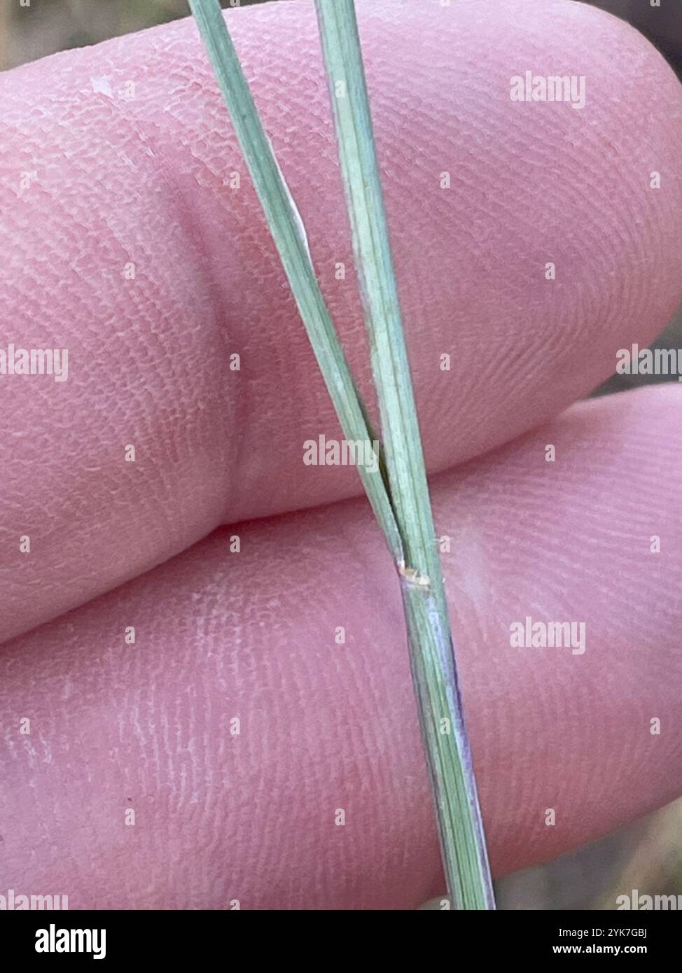 Tall Dropseed (Sporobolus compositus Stock Photo - Alamy