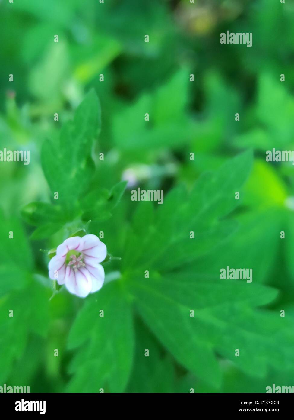 Siberian Crane's-bill (Geranium sibiricum Stock Photo - Alamy