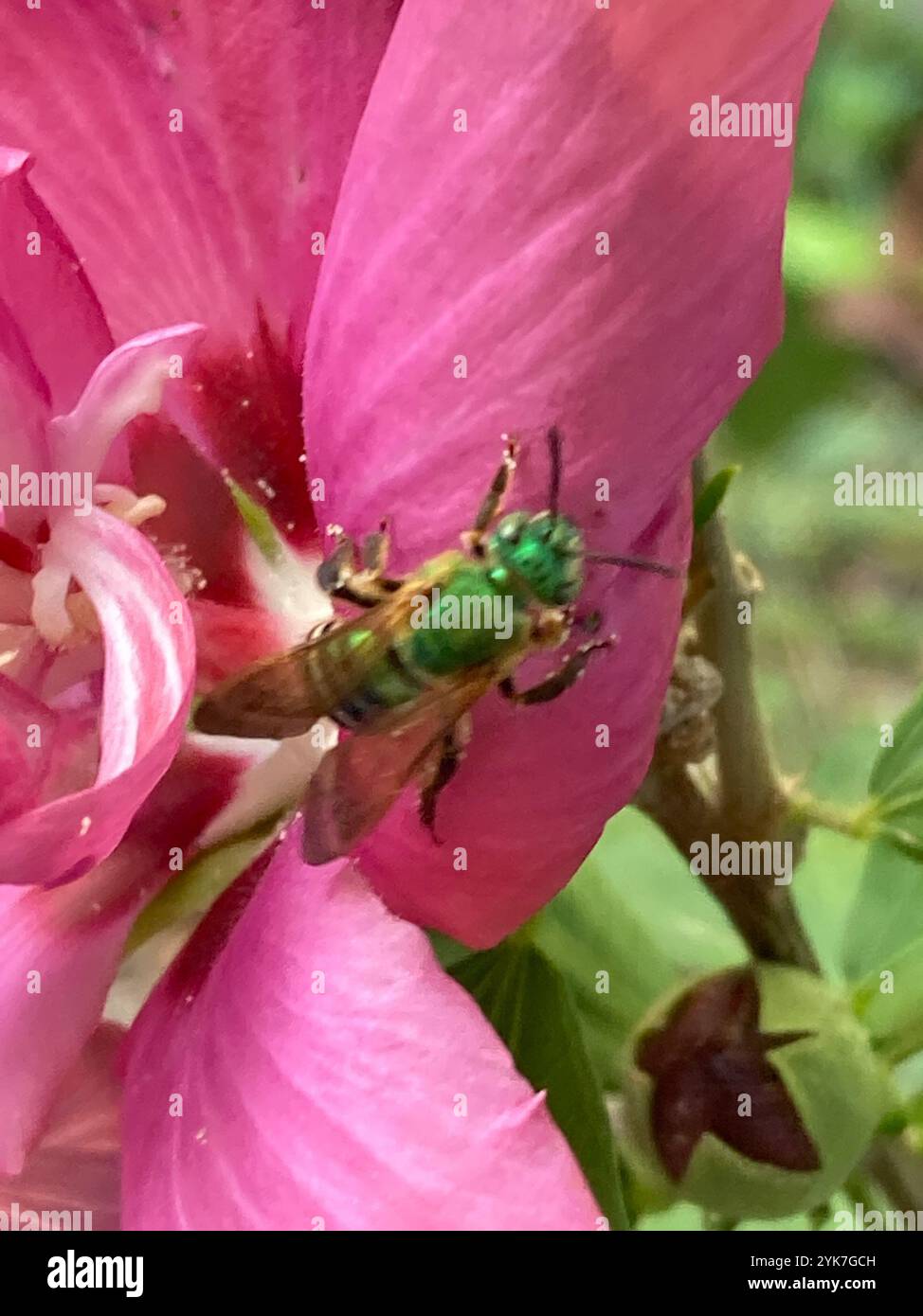 Brown-winged Striped Sweat Bee (Agapostemon splendens Stock Photo - Alamy