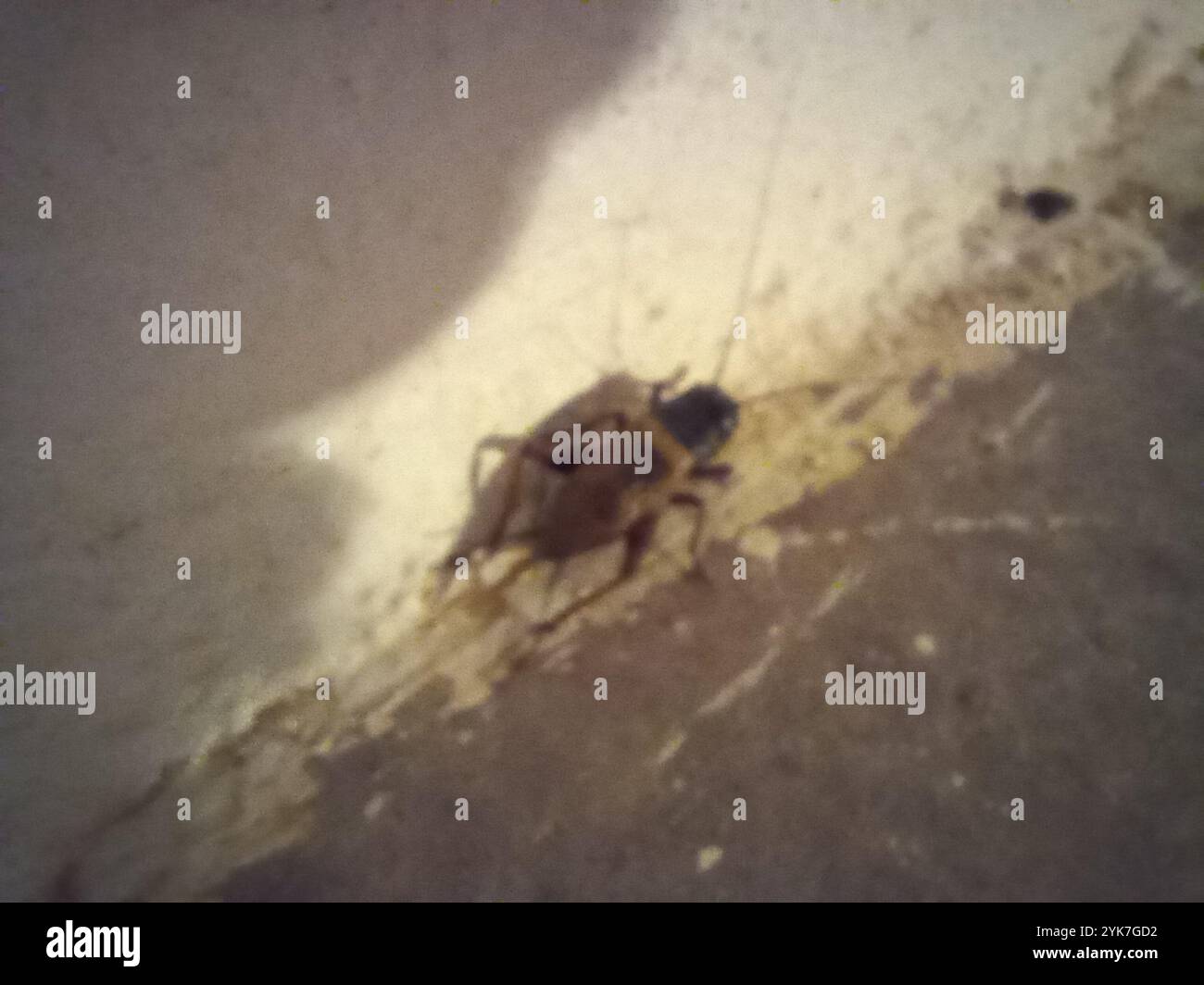 Southern Field Cricket (Gryllus bimaculatus Stock Photo - Alamy