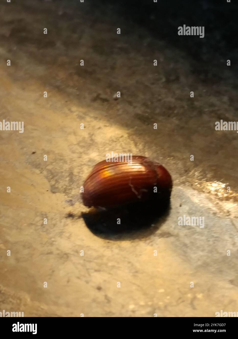 Asiatic garden beetle hi-res stock photography and images - Alamy