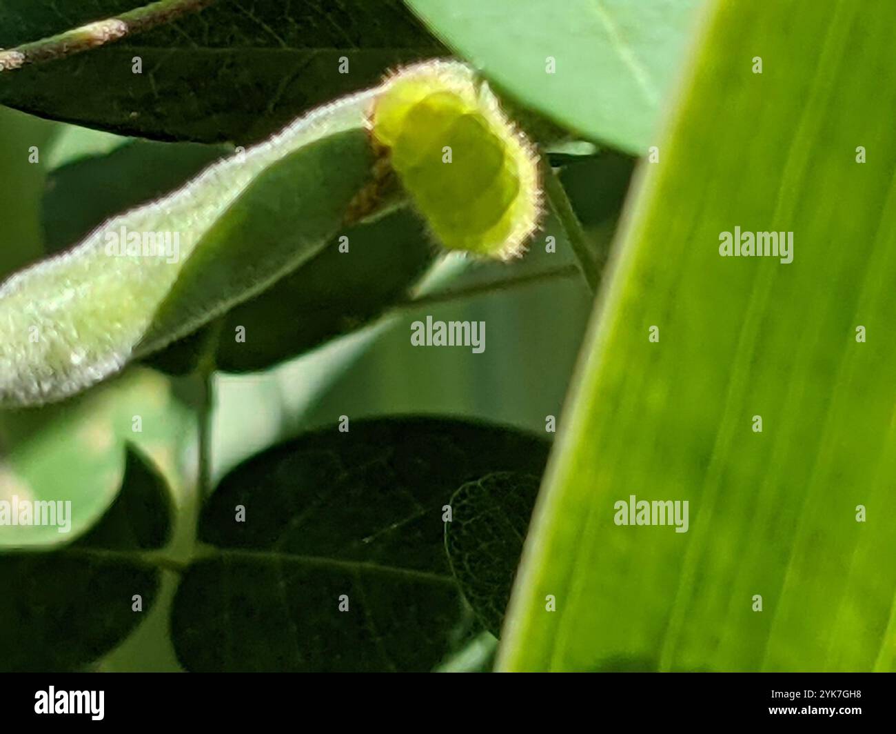 Gossamer-winged Butterflies (Lycaenidae Stock Photo - Alamy