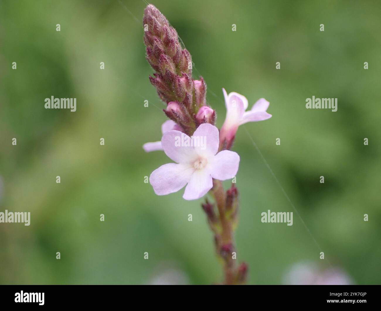 Common vervain (Verbena officinalis Stock Photo - Alamy