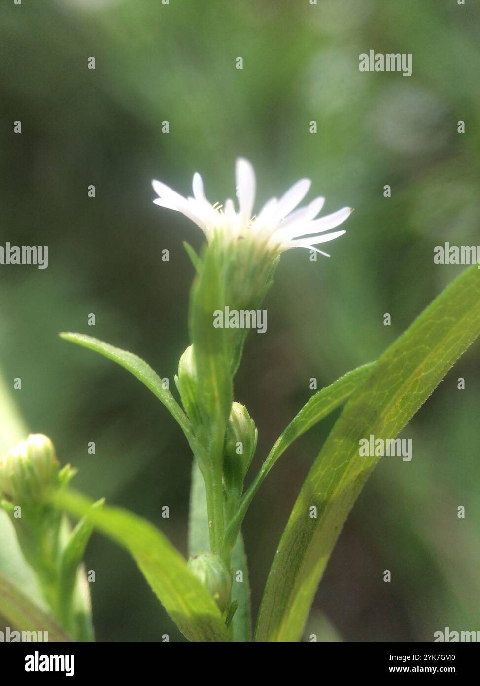 panicled aster (Symphyotrichum lanceolatum Stock Photo - Alamy