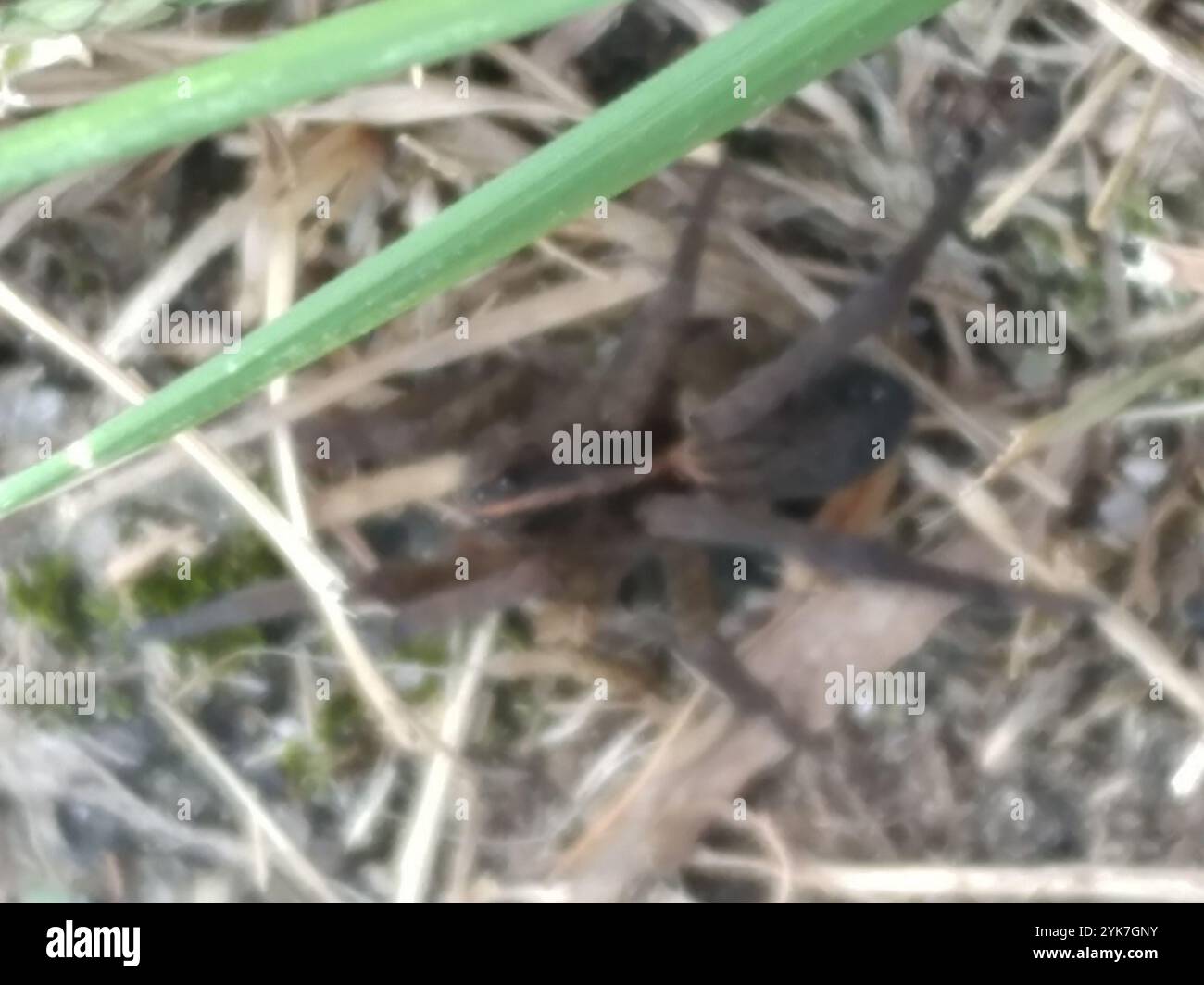 Wetland Giant Wolf Spider (Tigrosa helluo Stock Photo - Alamy