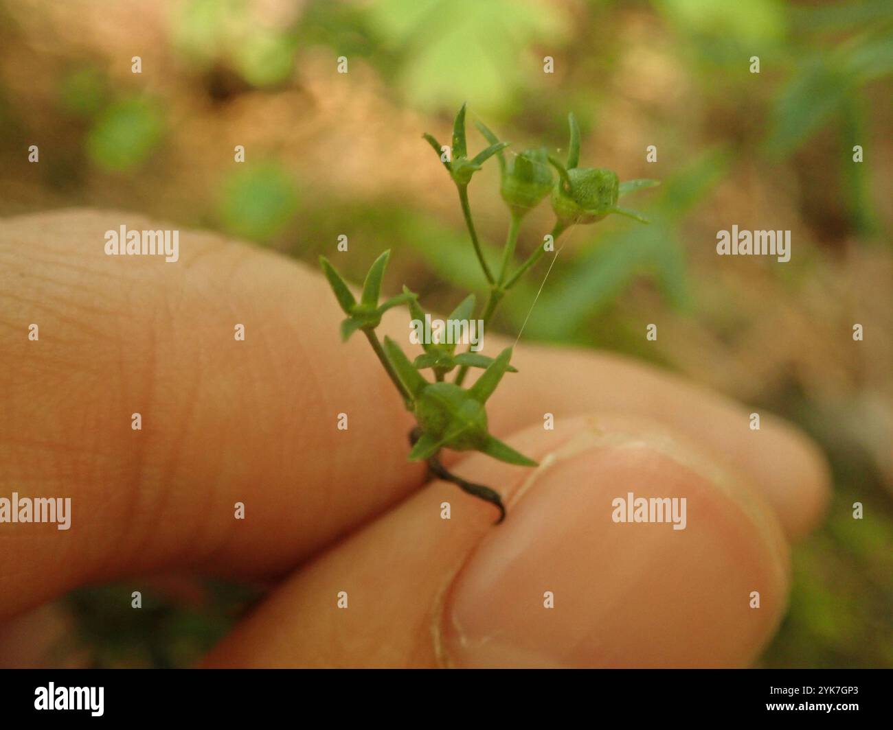 Long leaved houstonia hi-res stock photography and images - Alamy