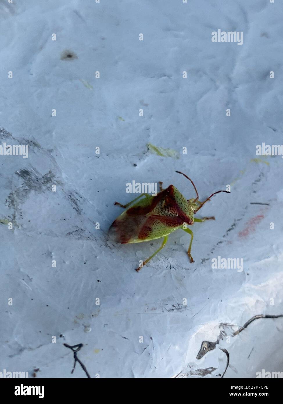 Red-cross Shield Bug (Elasmostethus cruciatus Stock Photo - Alamy