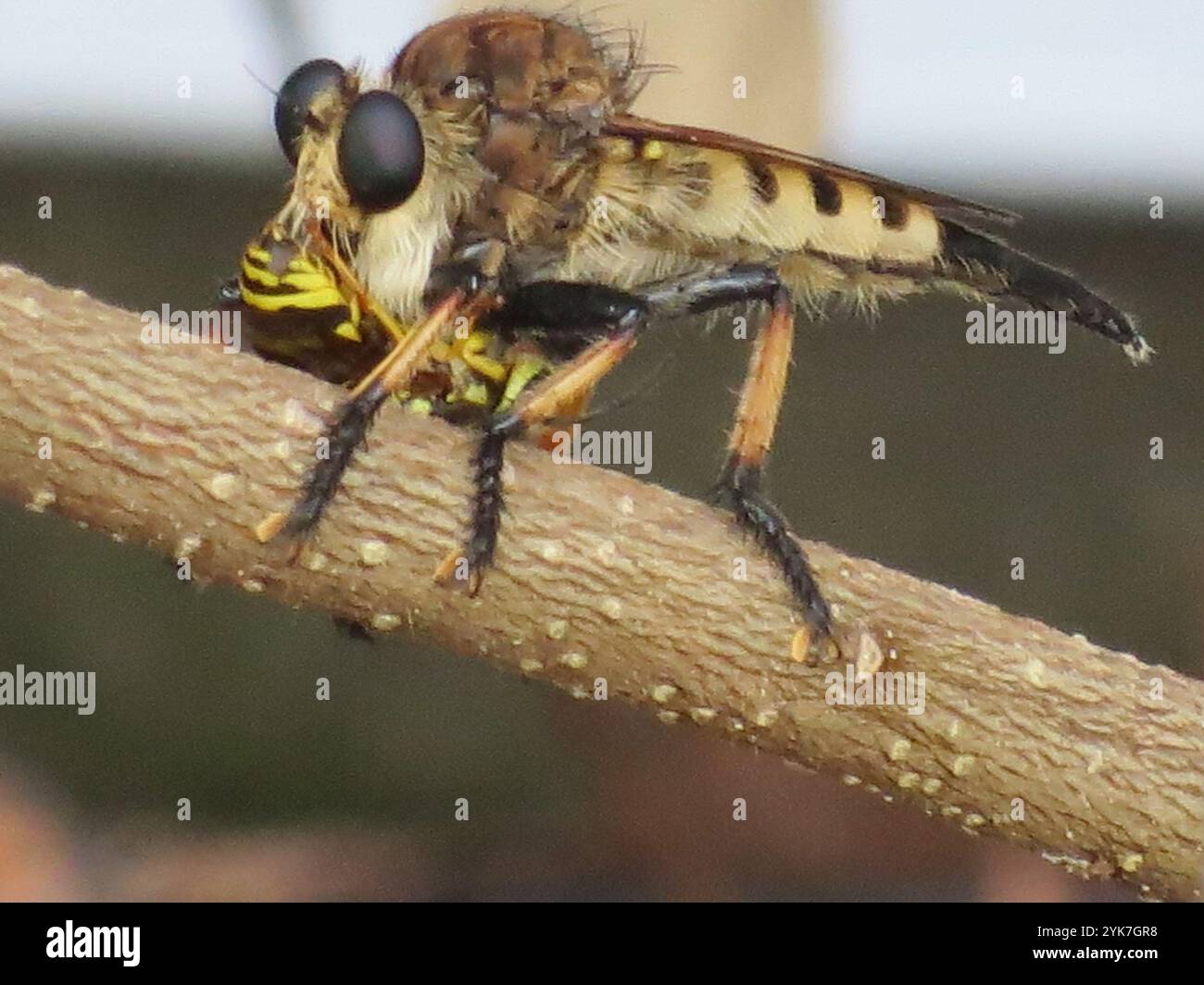 Red-footed Cannibal Fly (Promachus rufipes Stock Photo - Alamy