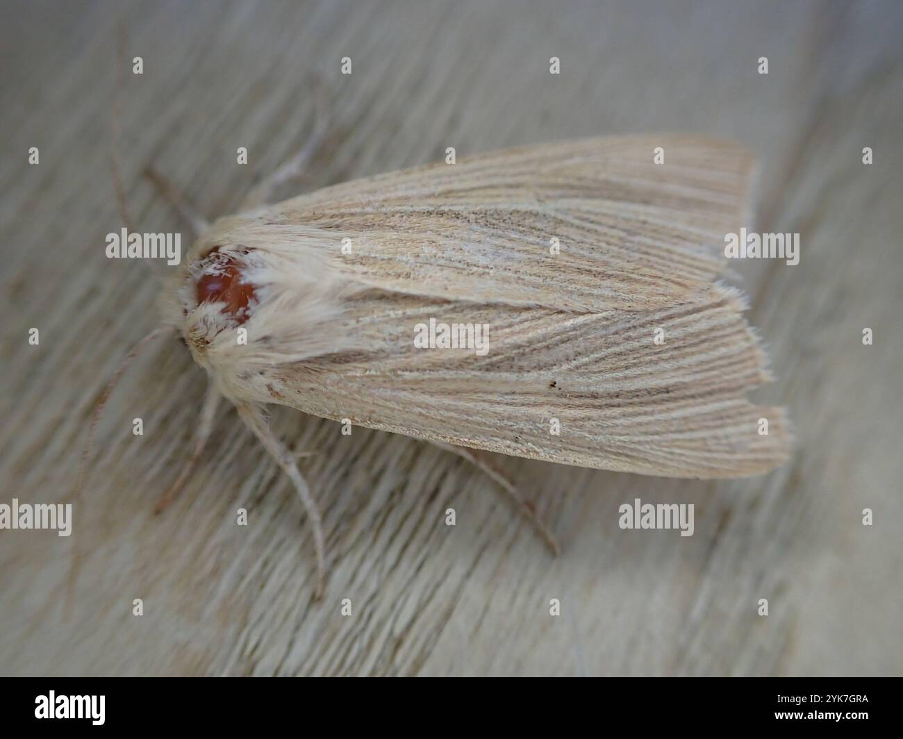 Common wainscot mythimna pallens hi-res stock photography and images ...
