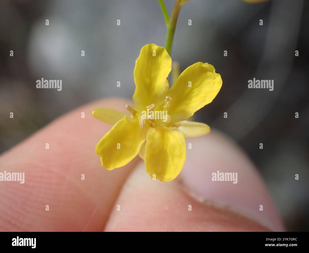 Flaxleaf hi-res stock photography and images - Alamy