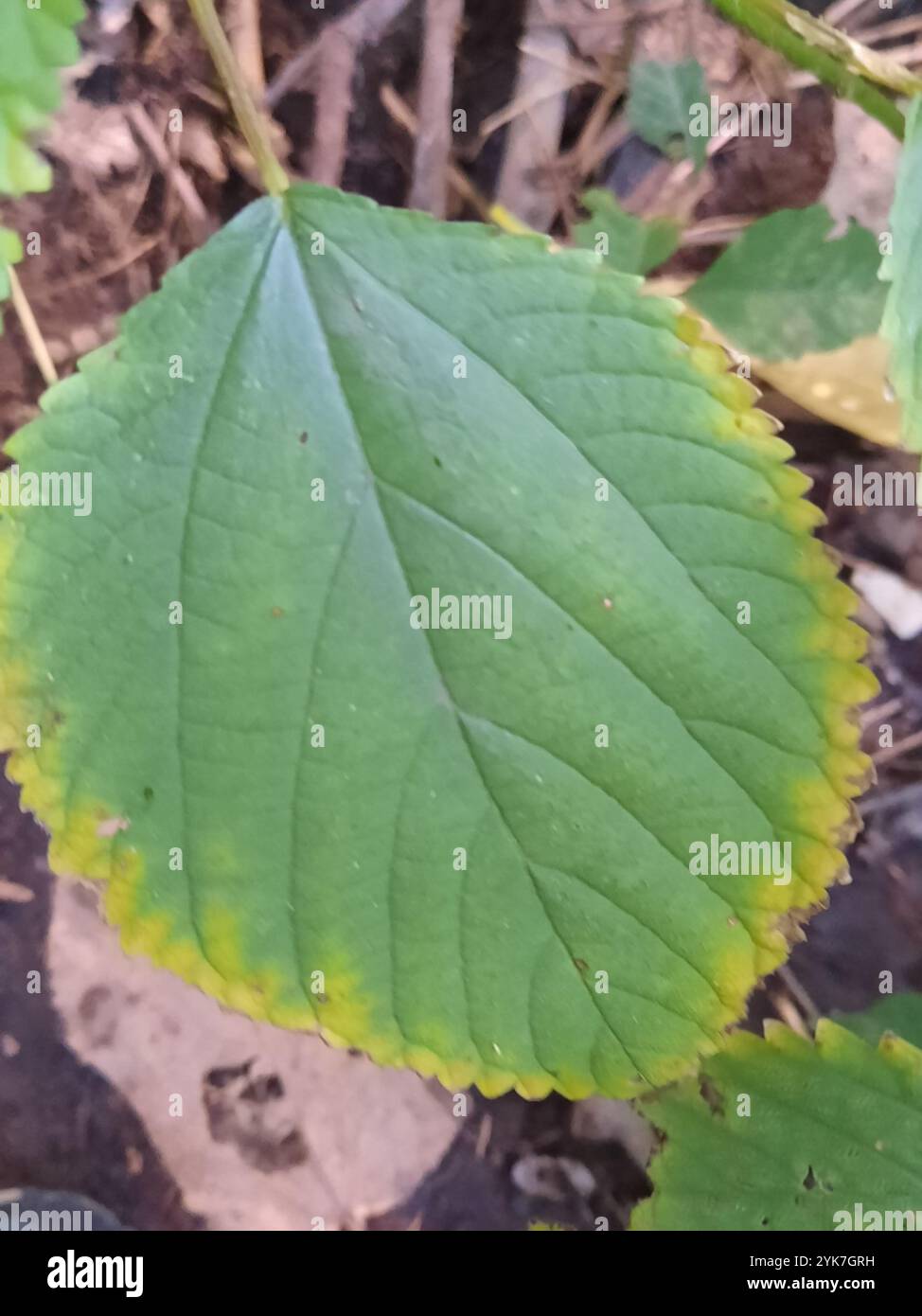 wood nettle (Laportea canadensis Stock Photo - Alamy