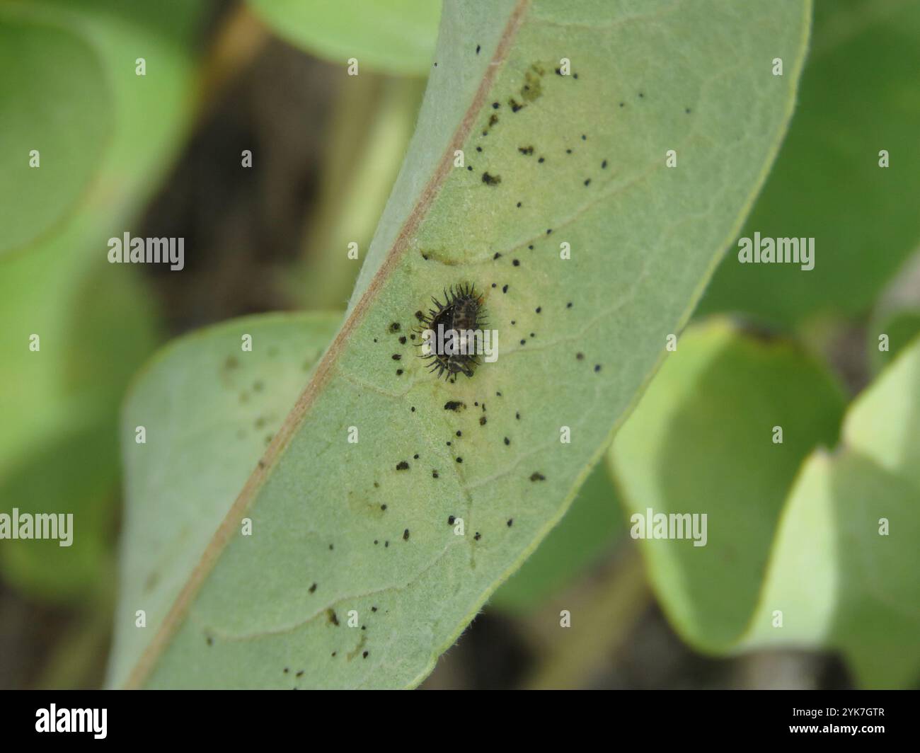 Scale-feeding Lady Beetles (Chilocorinae Stock Photo - Alamy