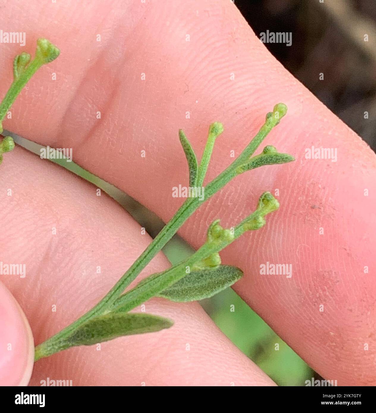 groundsel tree (Baccharis halimifolia Stock Photo - Alamy