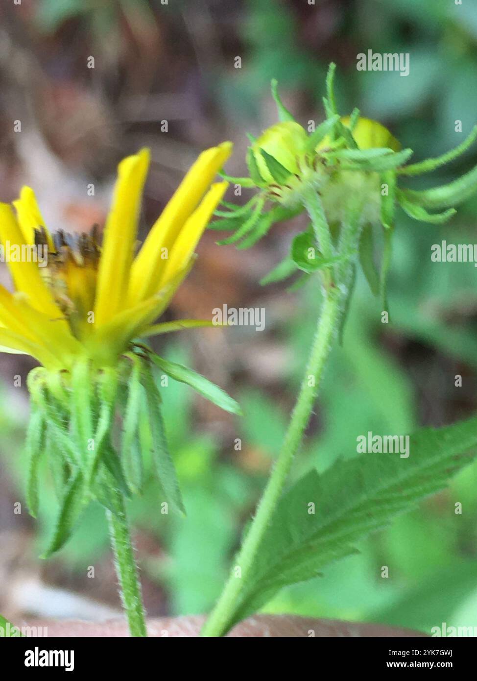Bearded Beggarticks (Bidens aristosa Stock Photo - Alamy