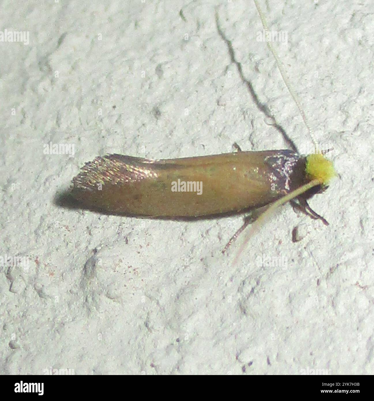 Fungus Moths, Clothes Moths, & Allies (Tineidae Stock Photo - Alamy