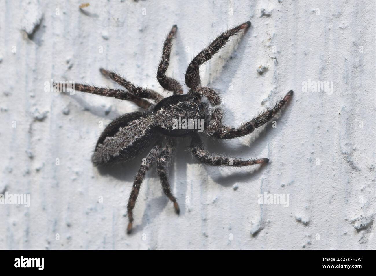 California Flattened Jumping Spider (Platycryptus californicus Stock ...