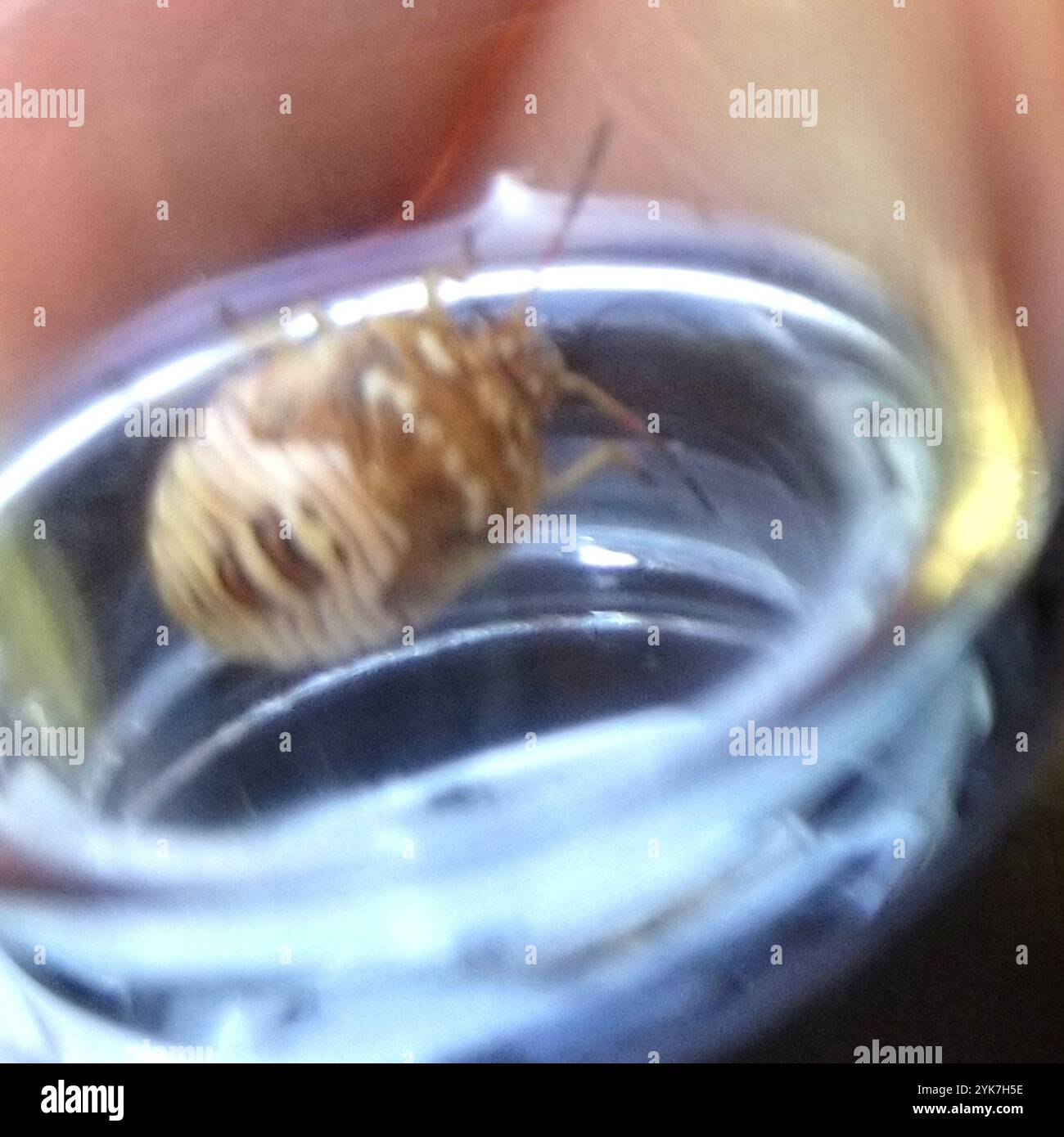 Spined Soldier Bug (Podisus maculiventris Stock Photo - Alamy