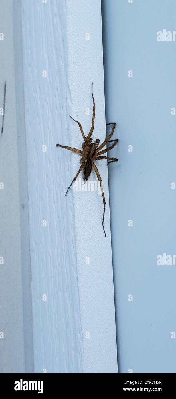 Grass Spiders (Agelenopsis Stock Photo - Alamy