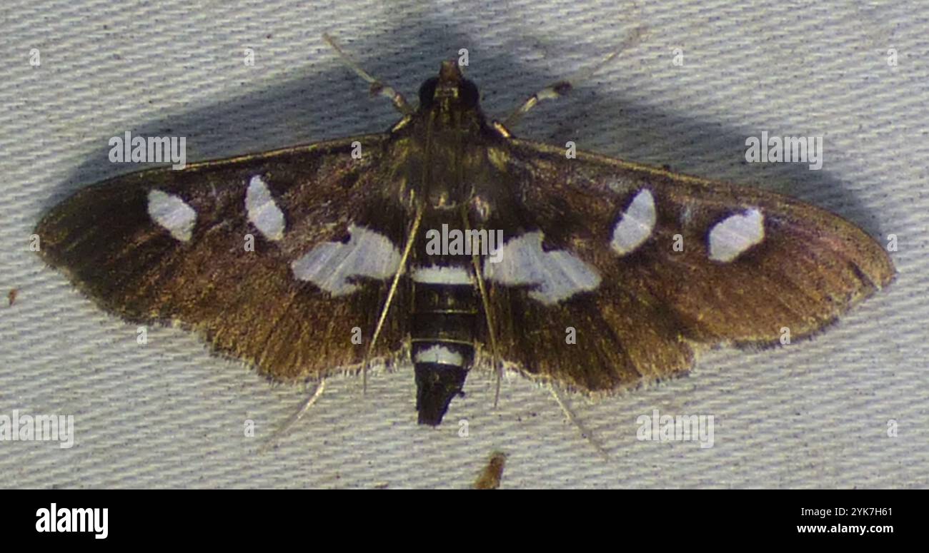 Leaffolder moth hi-res stock photography and images - Alamy