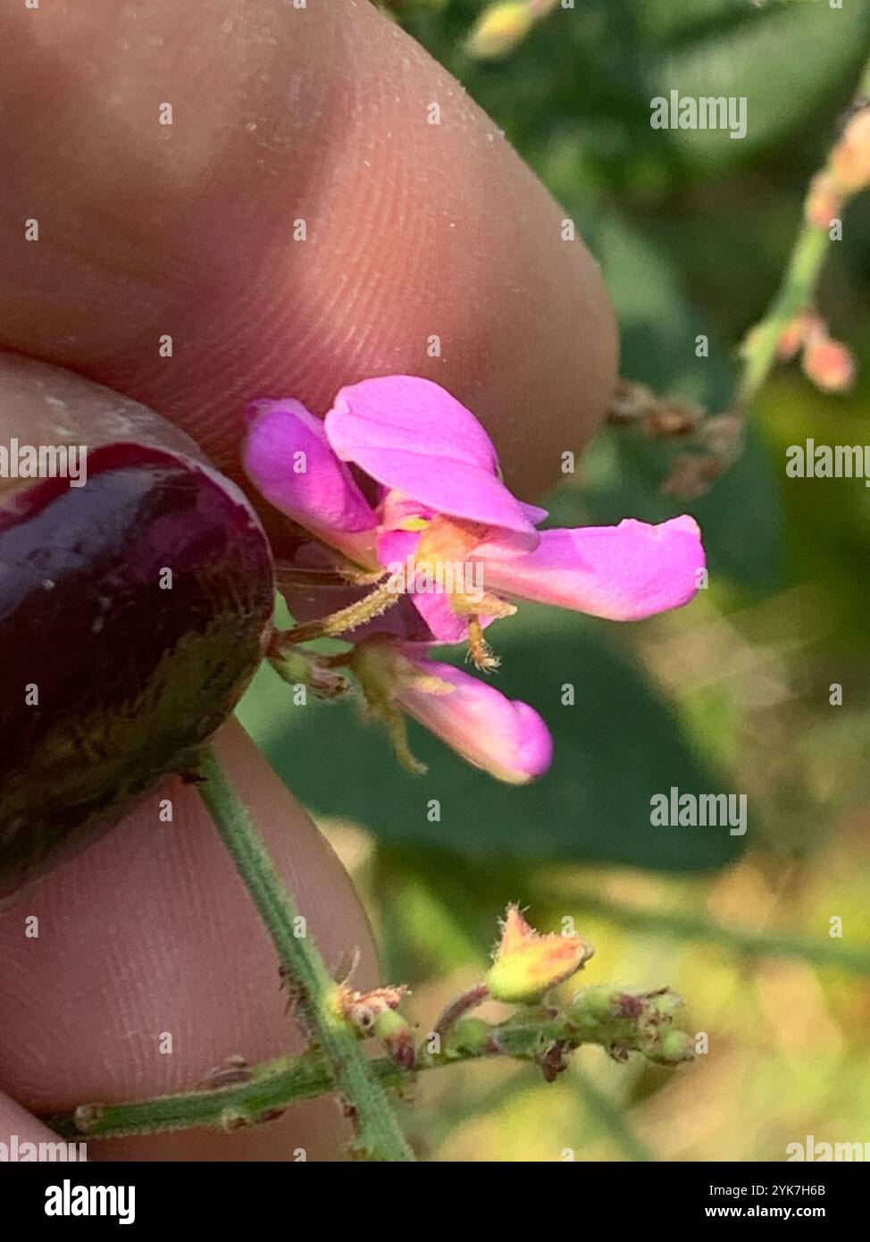 perplexed tick-trefoil (Desmodium perplexum Stock Photo - Alamy