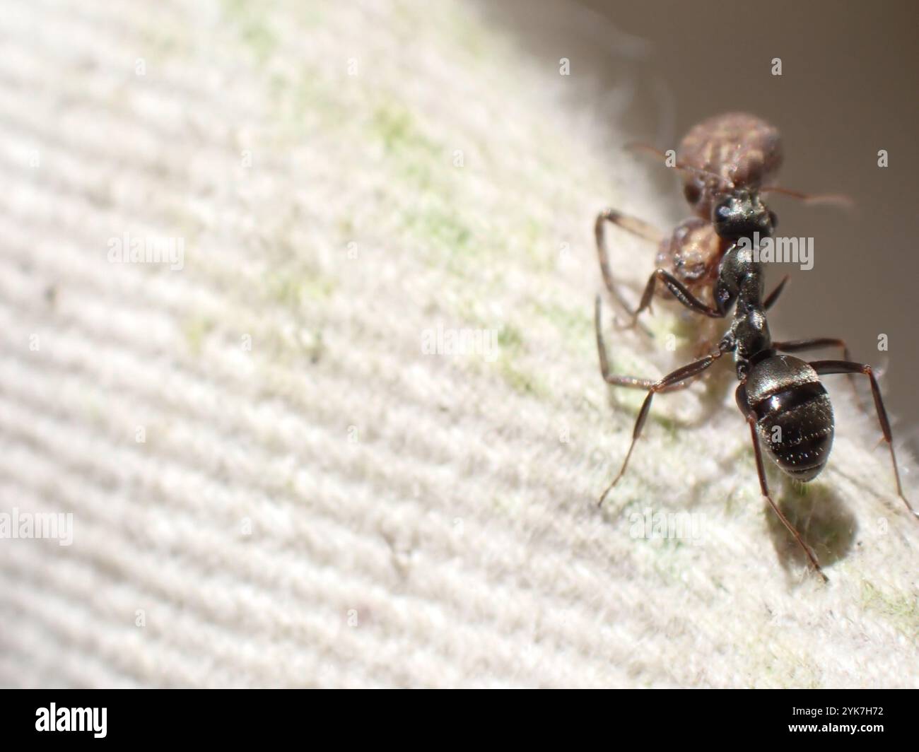 fusca-group Field Ants and Allies (Formica fusca Stock Photo - Alamy