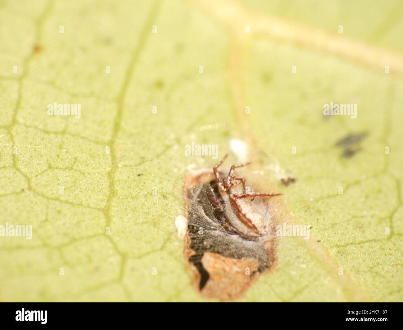 Leaf-running Spiders (Hygropoda Stock Photo - Alamy