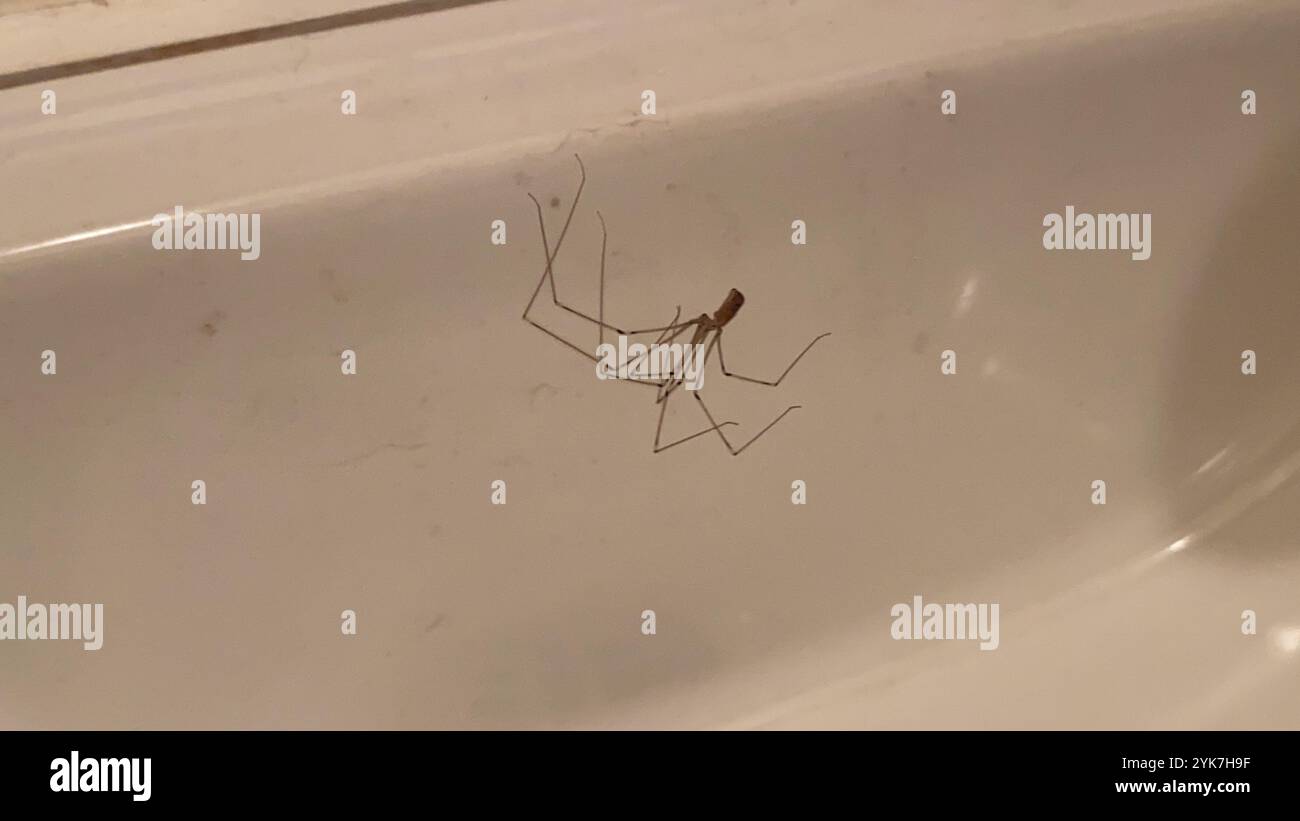 Long-bodied Cellar Spider (Pholcus phalangioides Stock Photo - Alamy