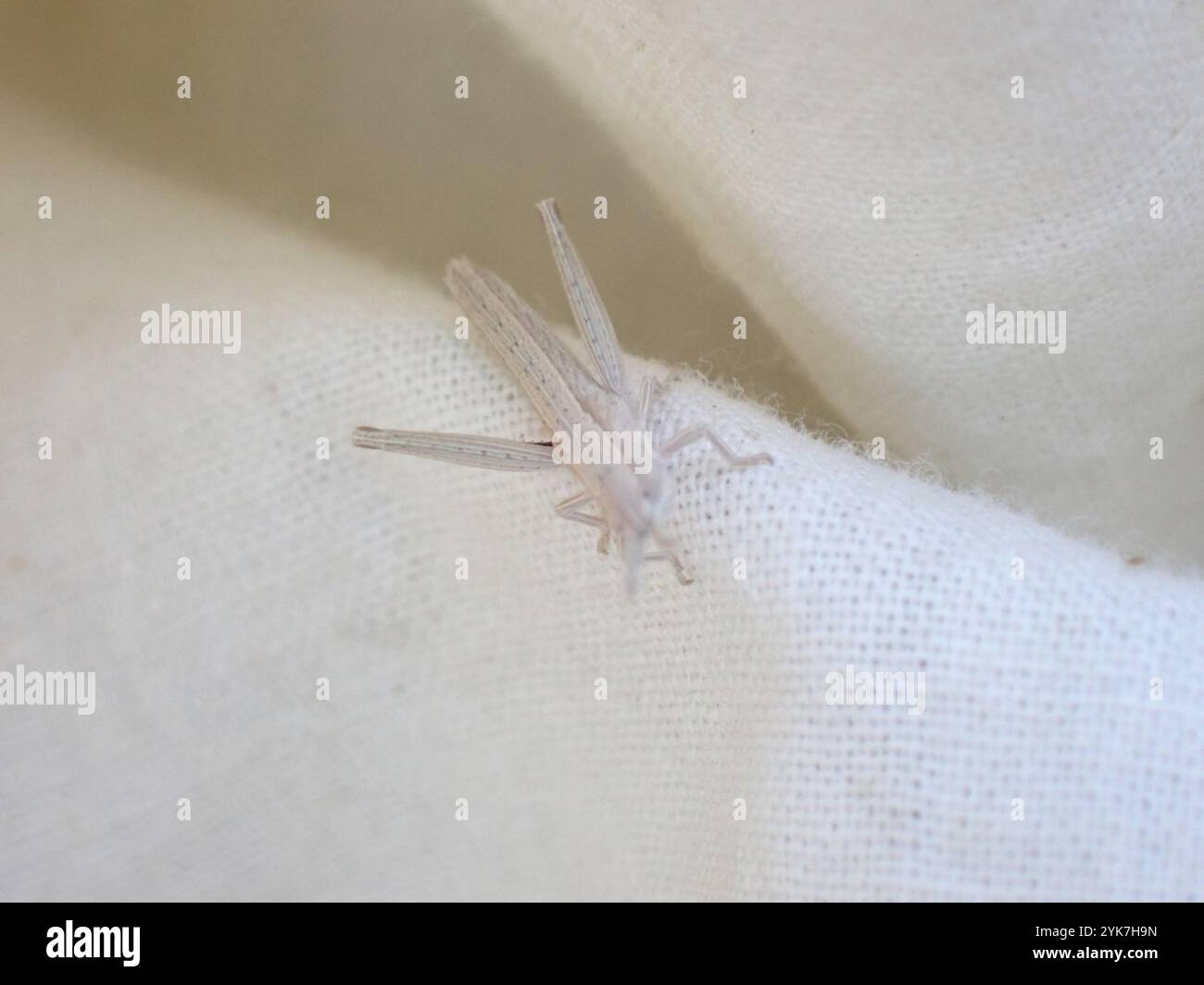 Bunch Grass Locust (Pseudopomala brachyptera Stock Photo - Alamy