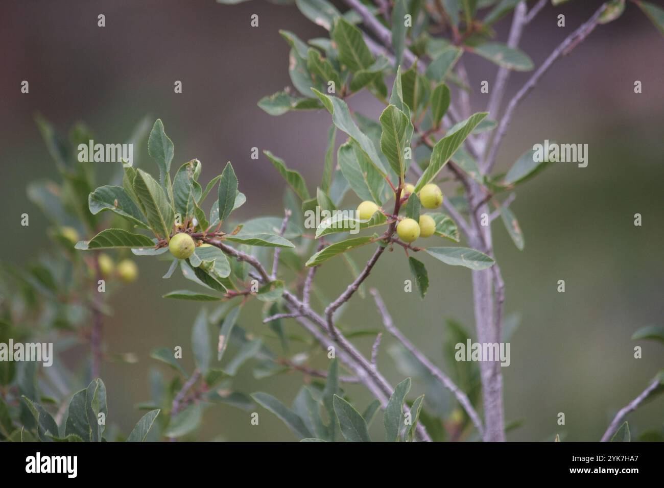 Prunus emarginata hi-res stock photography and images - Alamy