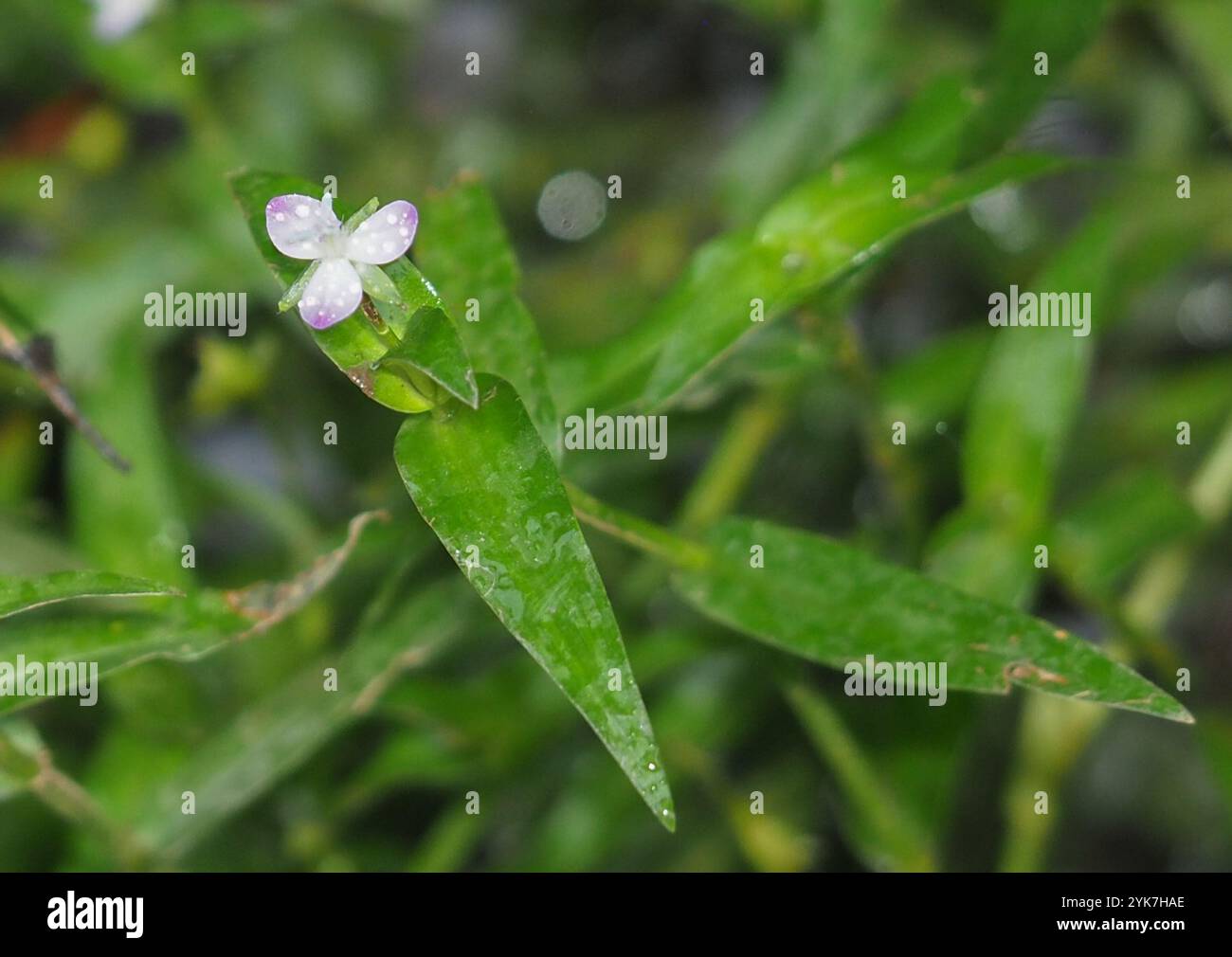 marsh dewflower (Murdannia keisak Stock Photo - Alamy