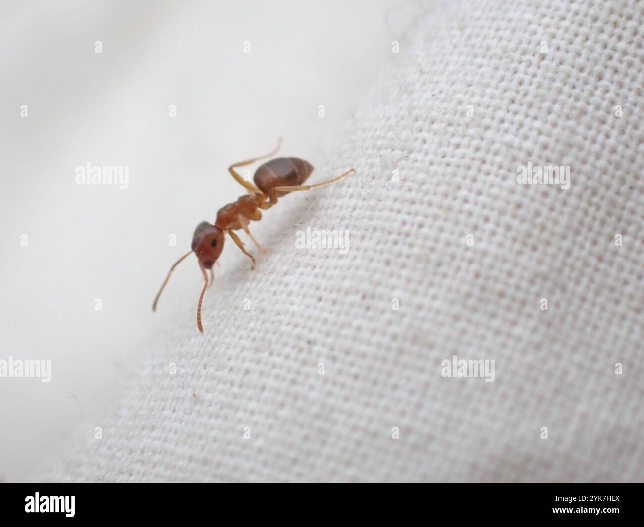Pale-legged Fuzzy Ant (Lasius pallitarsis Stock Photo - Alamy