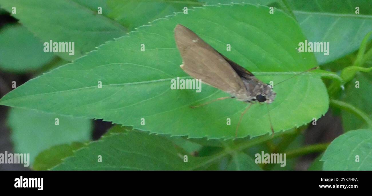 Three-spotted Skipper (Cymaenes tripunctus Stock Photo - Alamy