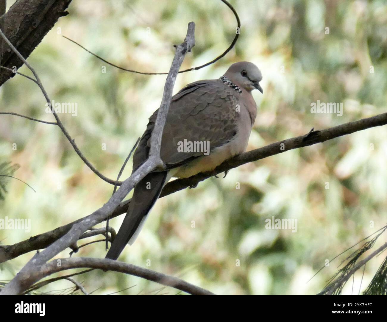 Spotted Dove (Spilopelia chinensis Stock Photo - Alamy