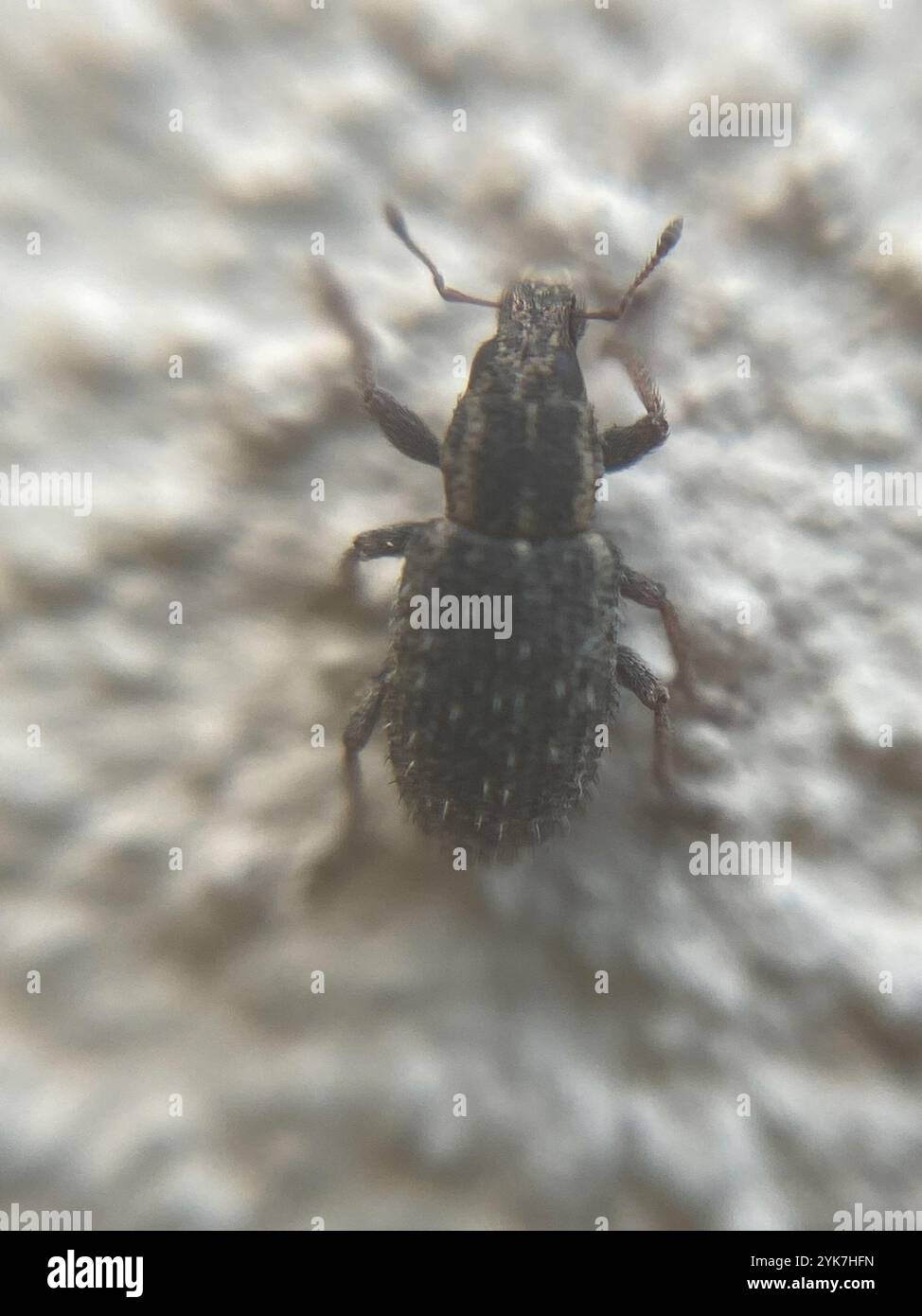 Clover Weevil (Sitona hispidulus Stock Photo - Alamy