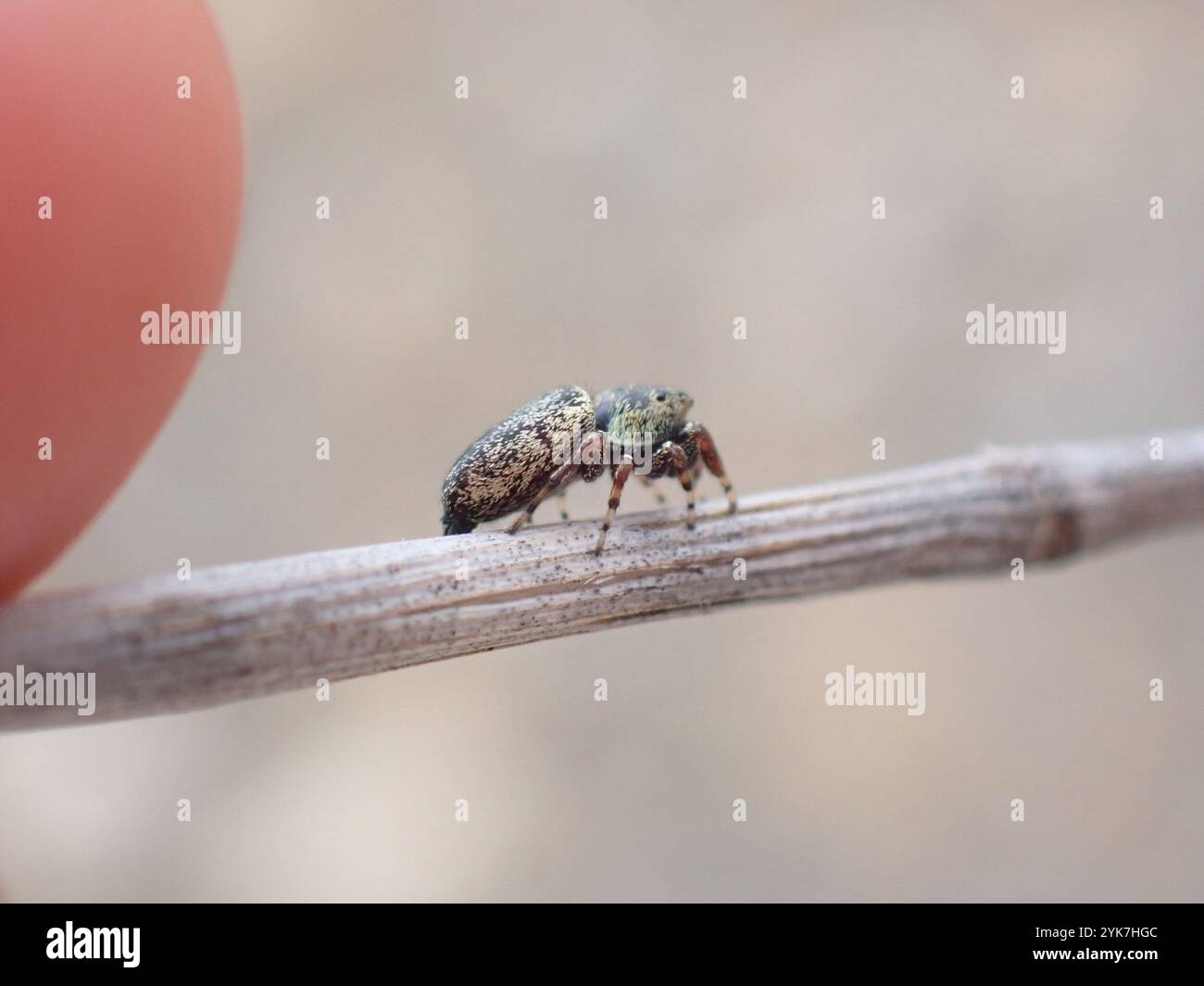 Leaf-beetle Jumping Spiders (Sassacus Stock Photo - Alamy