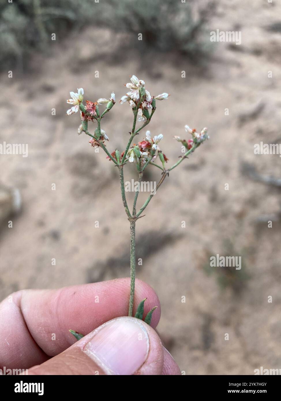 Simpson's Slender Buckwheat (Eriogonum microtheca simpsonii Stock Photo ...
