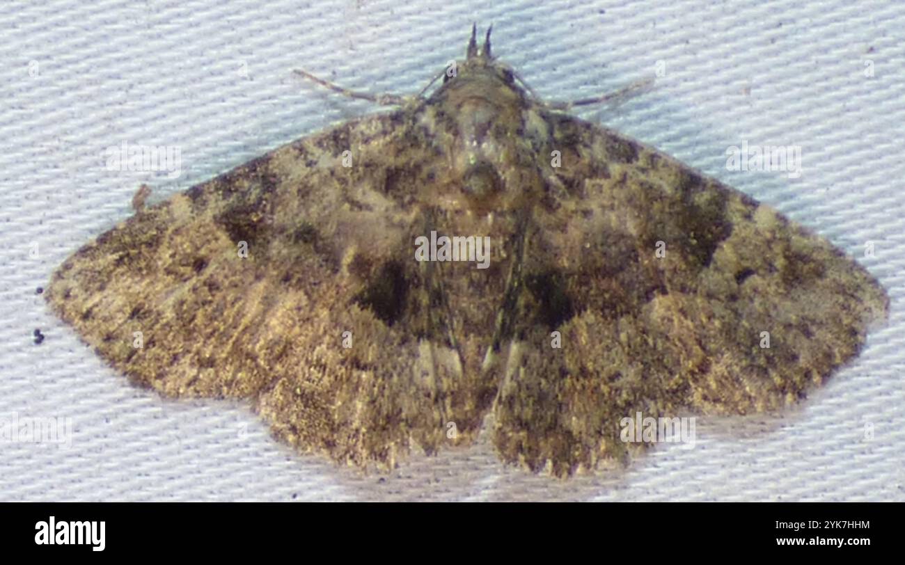 Common Fungus Moth (Metalectra discalis Stock Photo - Alamy