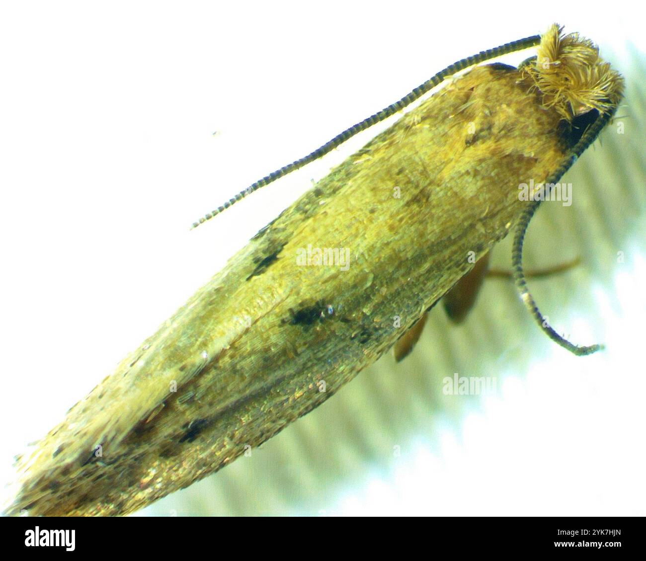 Case-bearing Clothes Moth (Tinea pellionella Stock Photo - Alamy