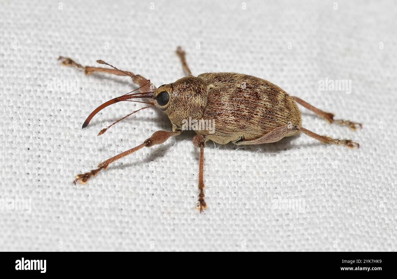 Nut and Acorn Weevils (Curculio Stock Photo - Alamy