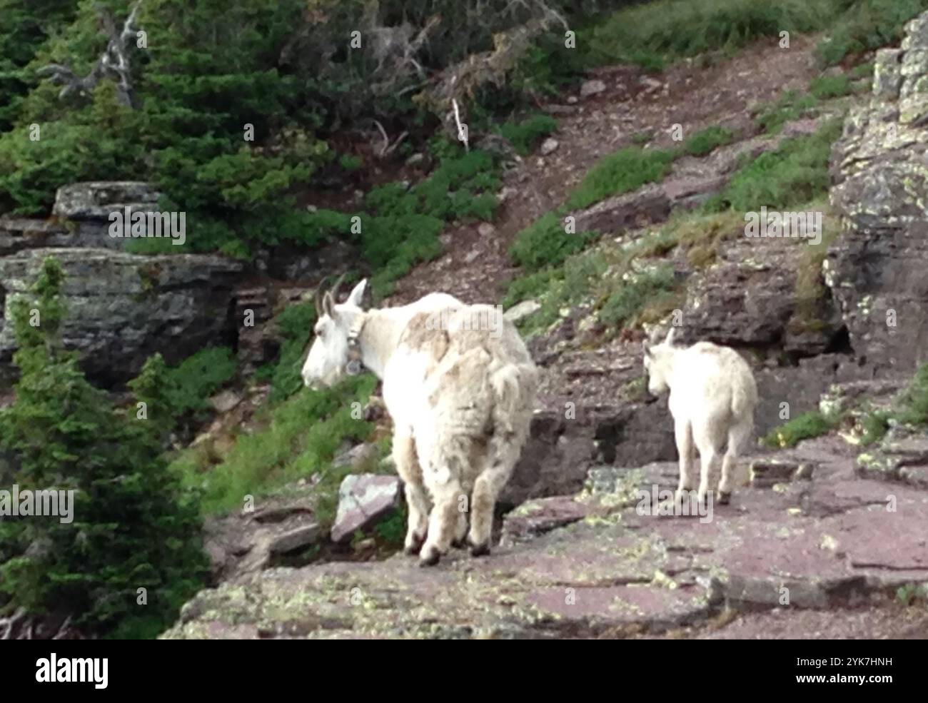 Mountain Goat (Oreamnos americanus Stock Photo - Alamy