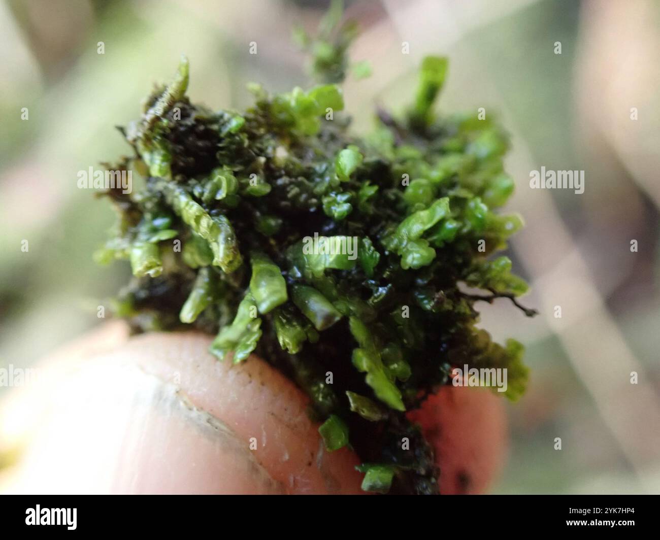 Radula complanata hi-res stock photography and images - Alamy